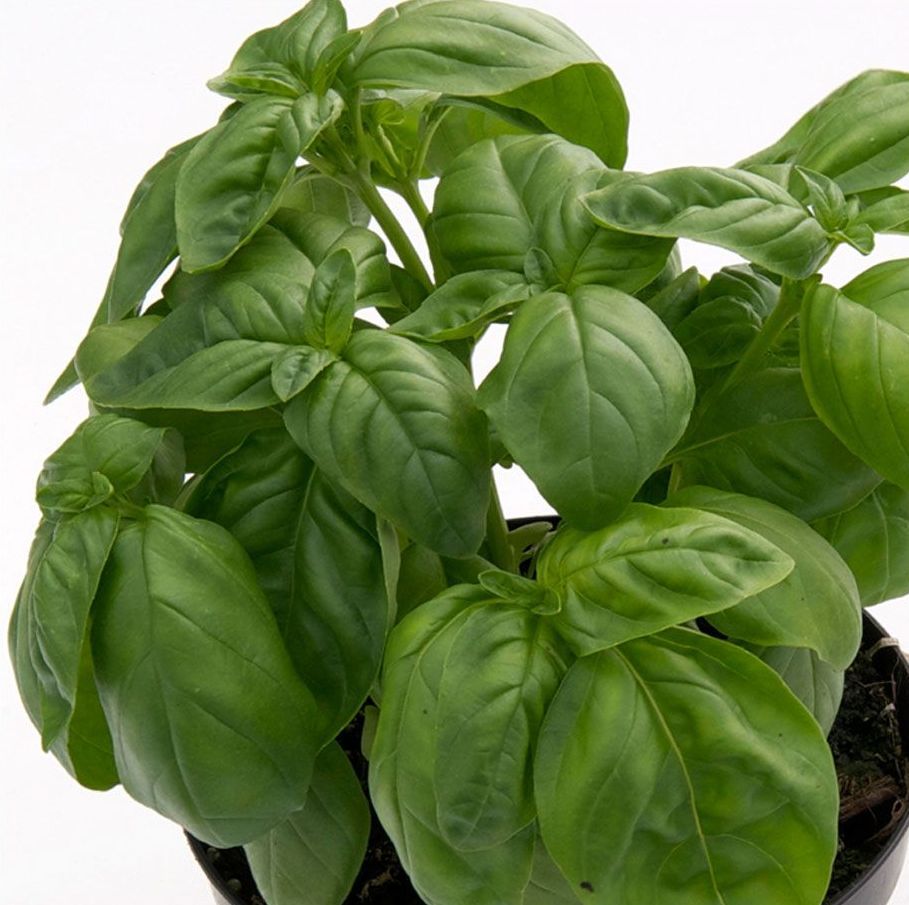 Basilico